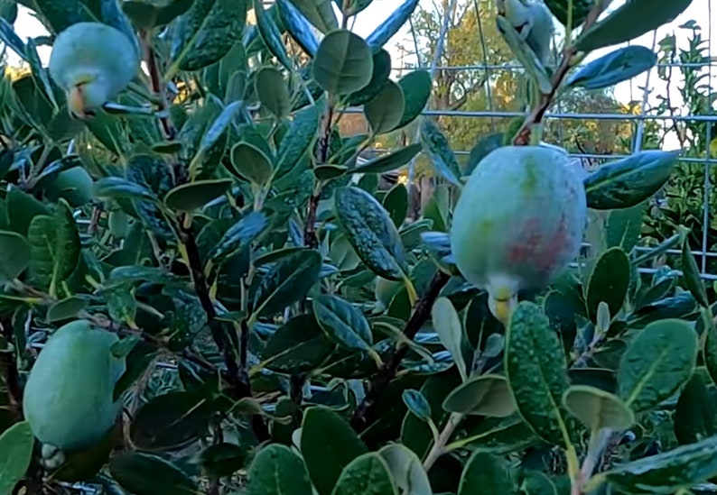 Prolific Kiwi Tree - Hardy Kiwi Prolific Plant - Self-fertile - 4-6 ...