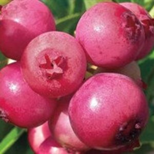 Pink Lemonade Blueberry Live Plant - Dwarf Blueberry Bush - 4-6 Inches ...