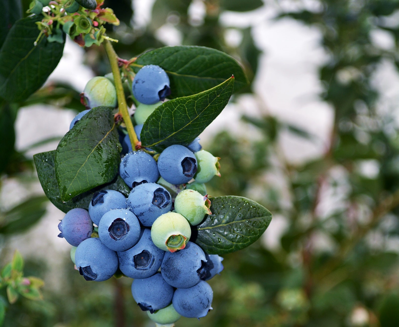 Blueberry Jewel Plant Fruit Tree Live Plant Blueberry - Etsy