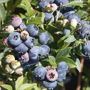 Tophat Blueberry Live Plant - Dwarf Blueberry Bush - 4-6 Inches Starter ...
