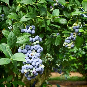 Blueberry Jewel Plant - Fruit Tree Live Plant - Blueberry Plants for ...