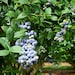 Blueberry Jewel Plant - Fruit Tree Live Plant - Blueberry Plants for ...