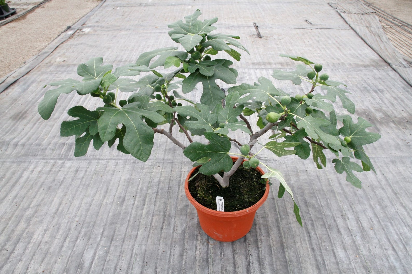 Live Fig Tree Fignominal Plant Dwarf Fig Tree Ficus - Etsy