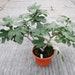 Live Fig Tree Fignominal Plant Dwarf Fig Tree Ficus Carica 4-6 Inches ...