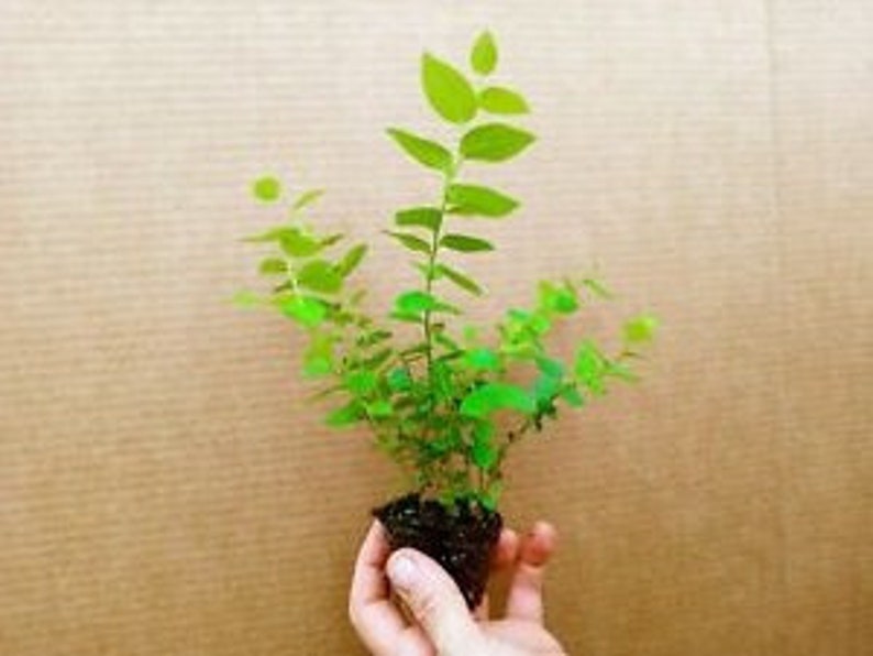 Blueberry Jewel Plant Fruit Tree Live Plant Blueberry - Etsy