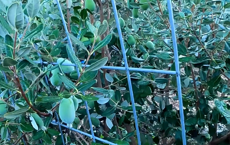 Prolific Kiwi Tree - Hardy Kiwi Prolific Plant - Self-fertile - 4-6 ...