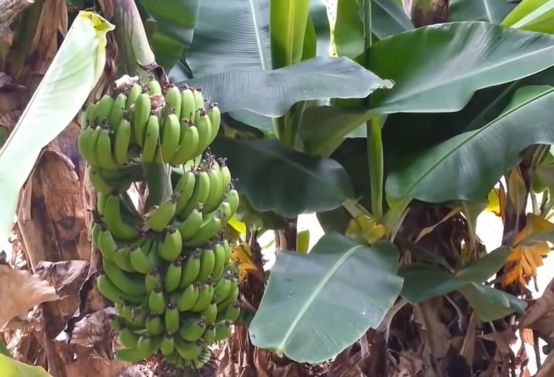 Grand Nain Banana Plant - Live Banana Fruit Plant - Banana Plant Tree ...