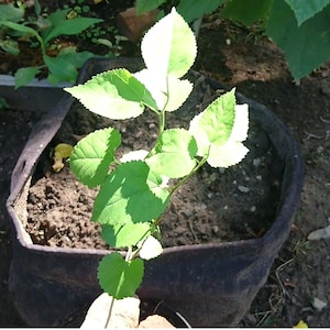 Red Mulberry Tree - Starter Mulberry - Fruit Trees Live Plants - Morus ...