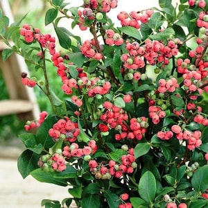 Pink Lemonade Blueberry Live Plant - Dwarf Blueberry Bush - 4-6 Inches ...