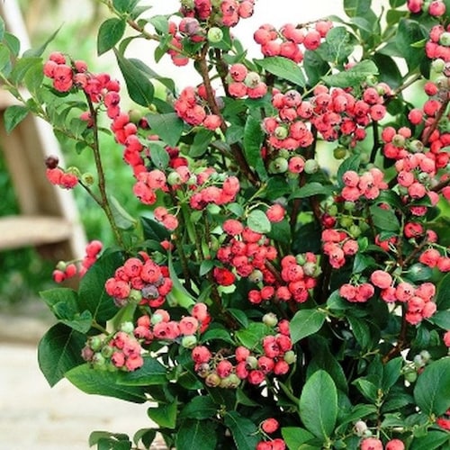 Pink Lemonade Blueberry Live Plant Dwarf Blueberry Bush - Etsy