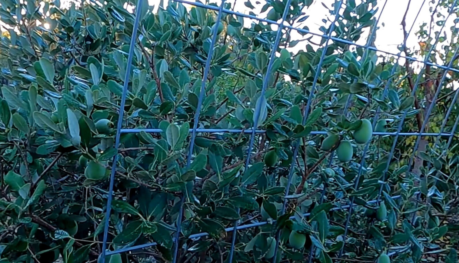 Prolific Kiwi Tree - Hardy Kiwi Prolific Plant - Self-fertile - 4-6 ...