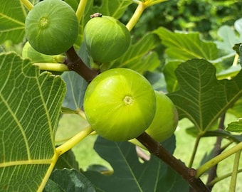 Lsu Champagne Fig Tree - Etsy