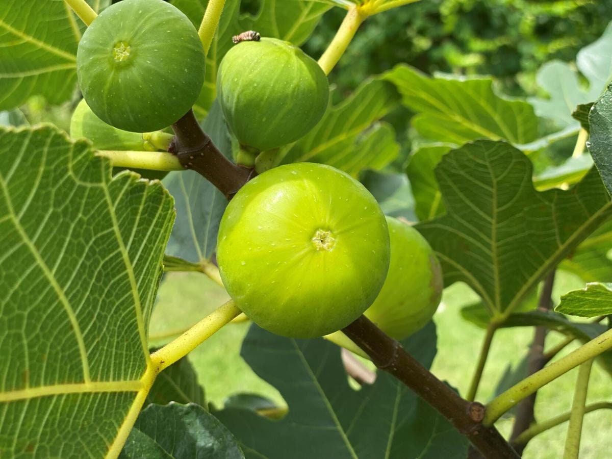 Live Fig Tree - LSU Gold Fig Plant - 4-6 Inches Tall Fig Live Plant ...