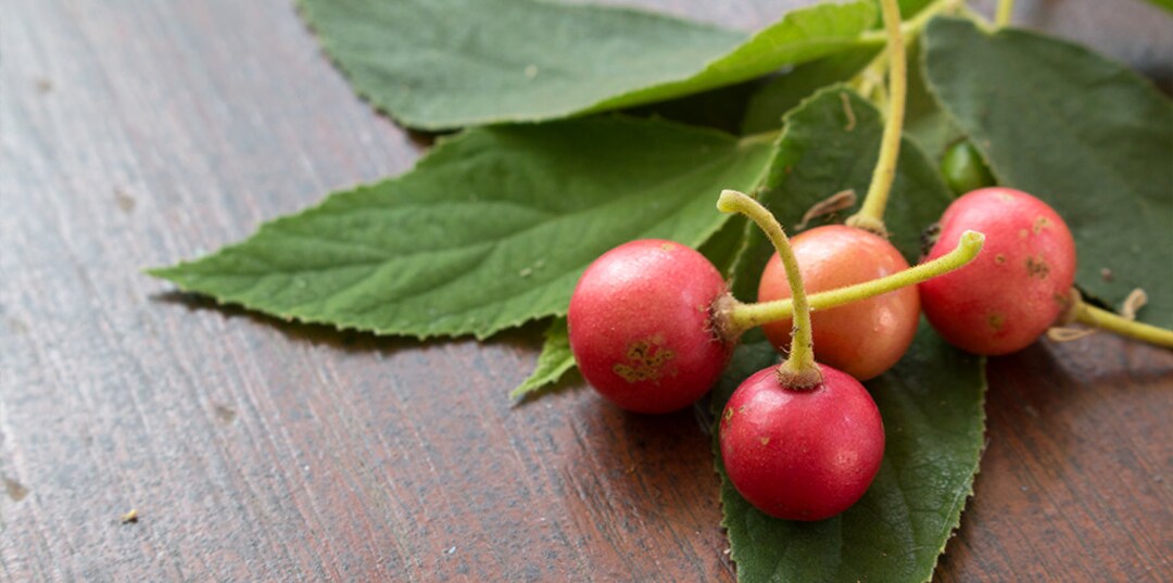 Jamaican Cherry Aka Strawberry Tree - Tropical Fruit Muntingia Calabura ...