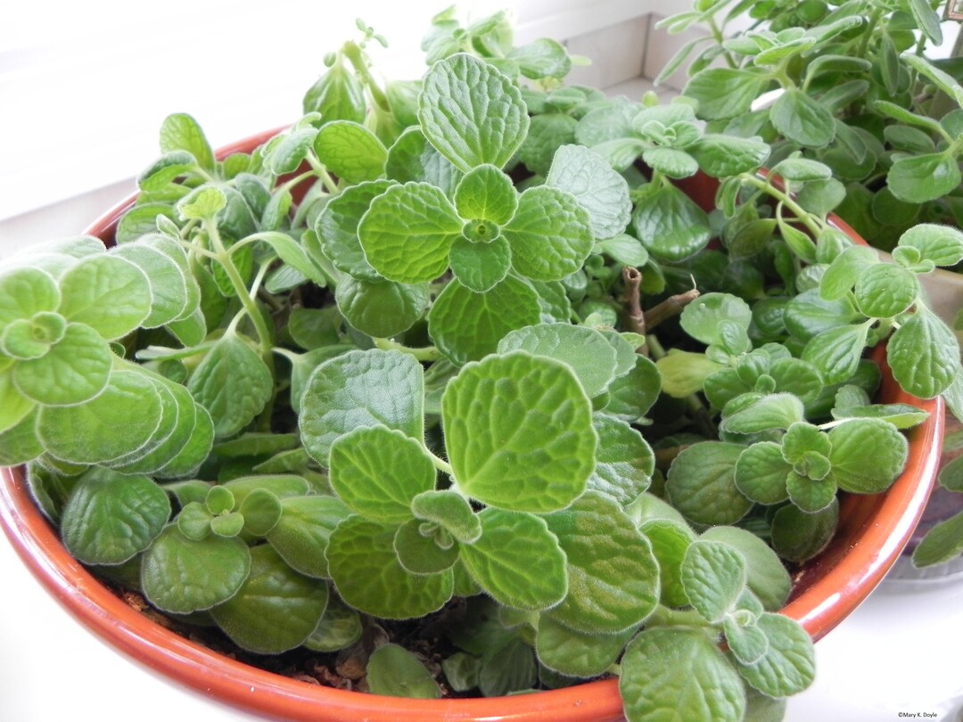 Mexican Oregano Plant Plectranthus Amboinicus Indian - Etsy