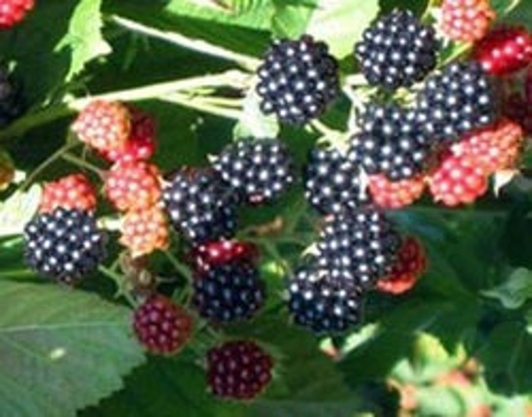 Navaho Blackberry Plants for Sale - Thornless Blackberry Plants - Rubus ...