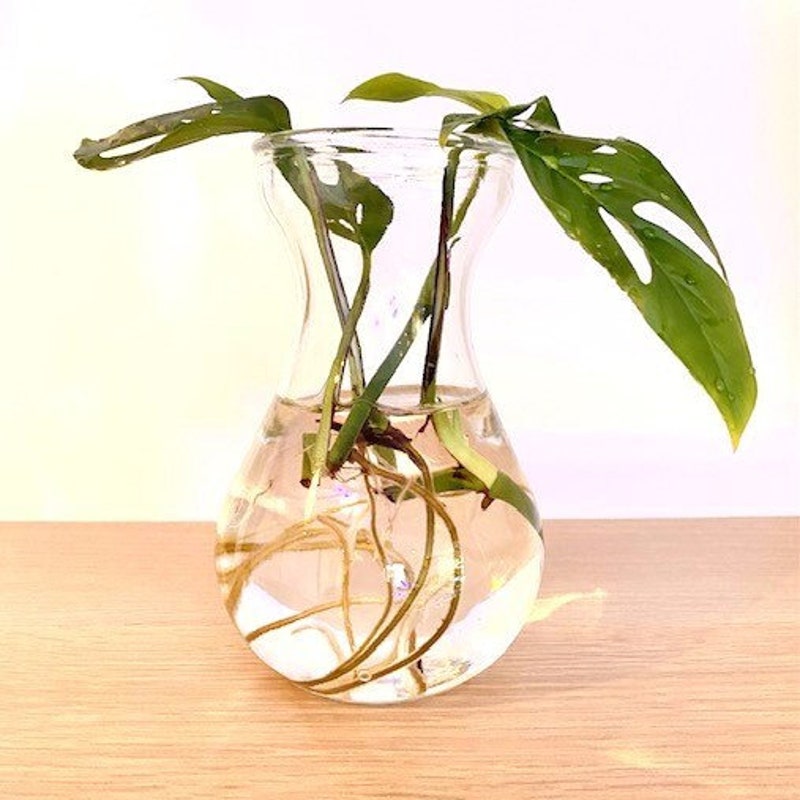Rooting Vase - Etsy
