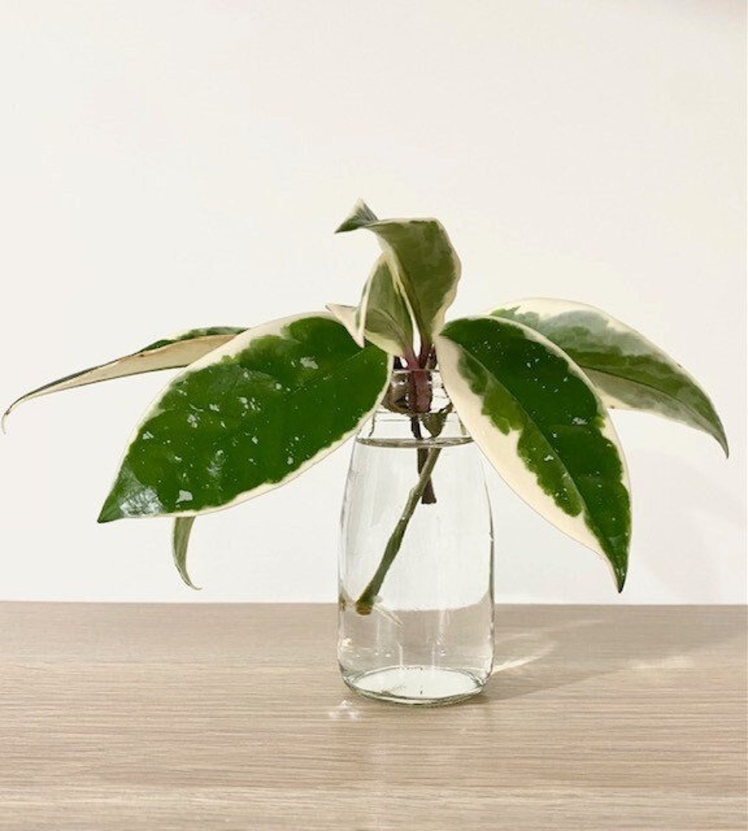 Mini Milk Bottle Clear Glass Propagation Jar - Etsy