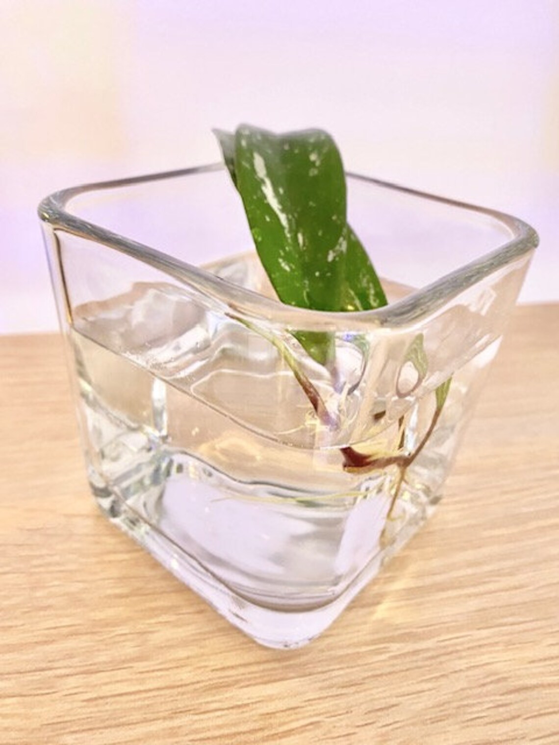 Square Glass Propagation Jar Vessel - Etsy