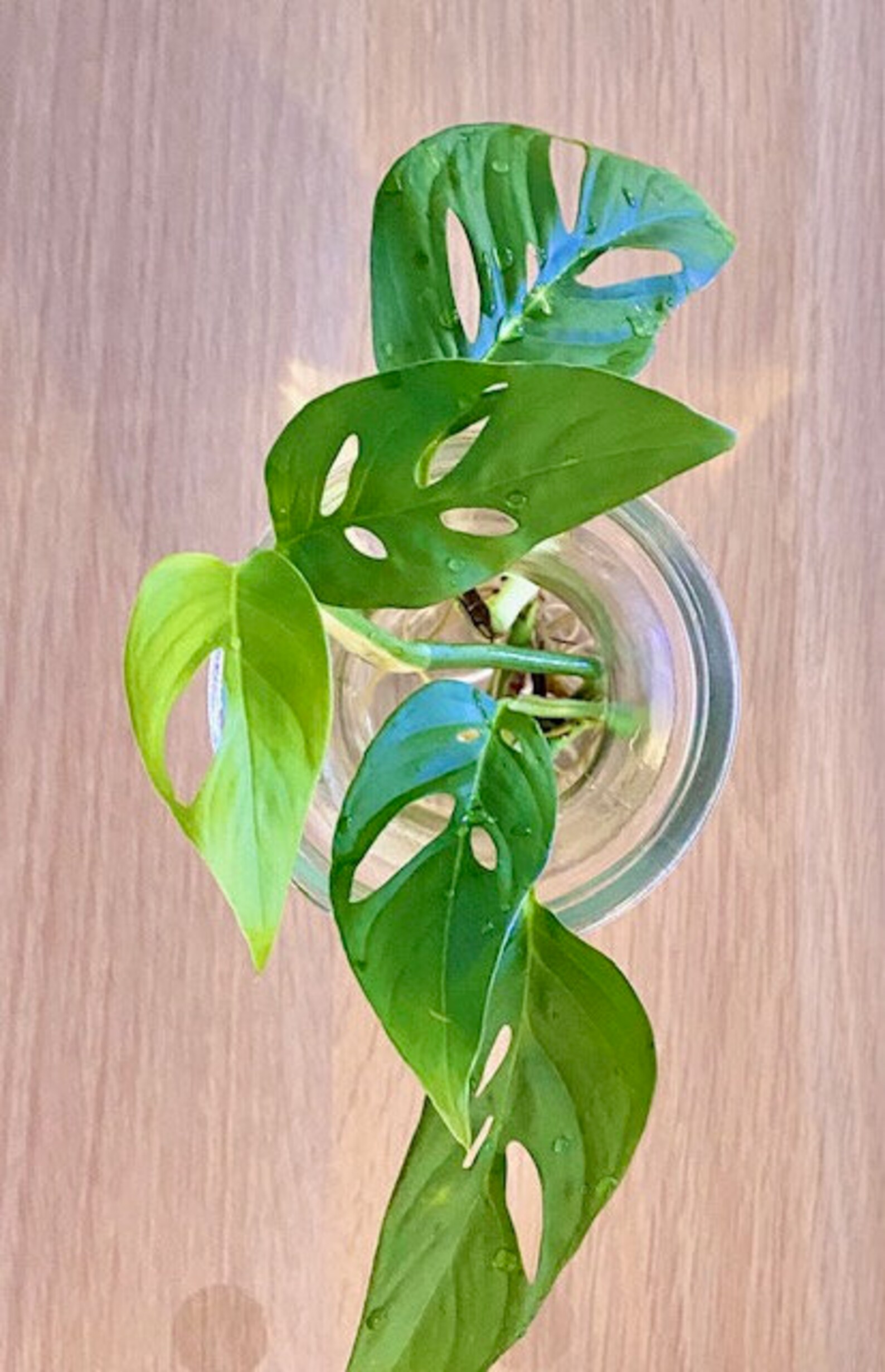 Bulb Vase Clear Glass Propagation Jar - Etsy