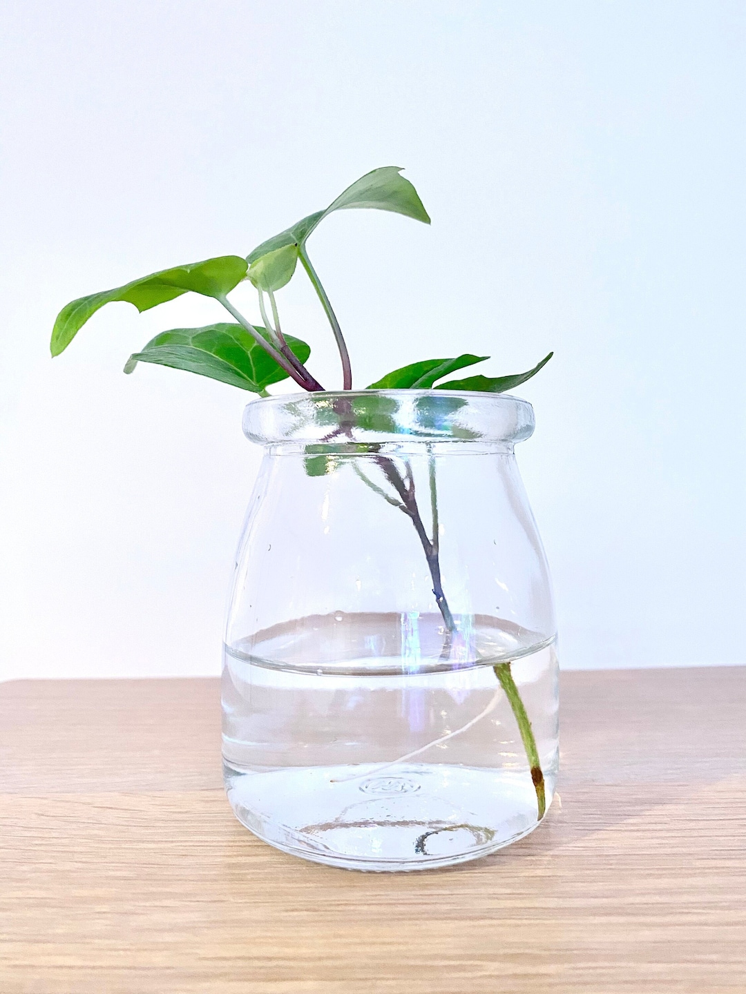 Clear Glass Propagation Jar - Etsy