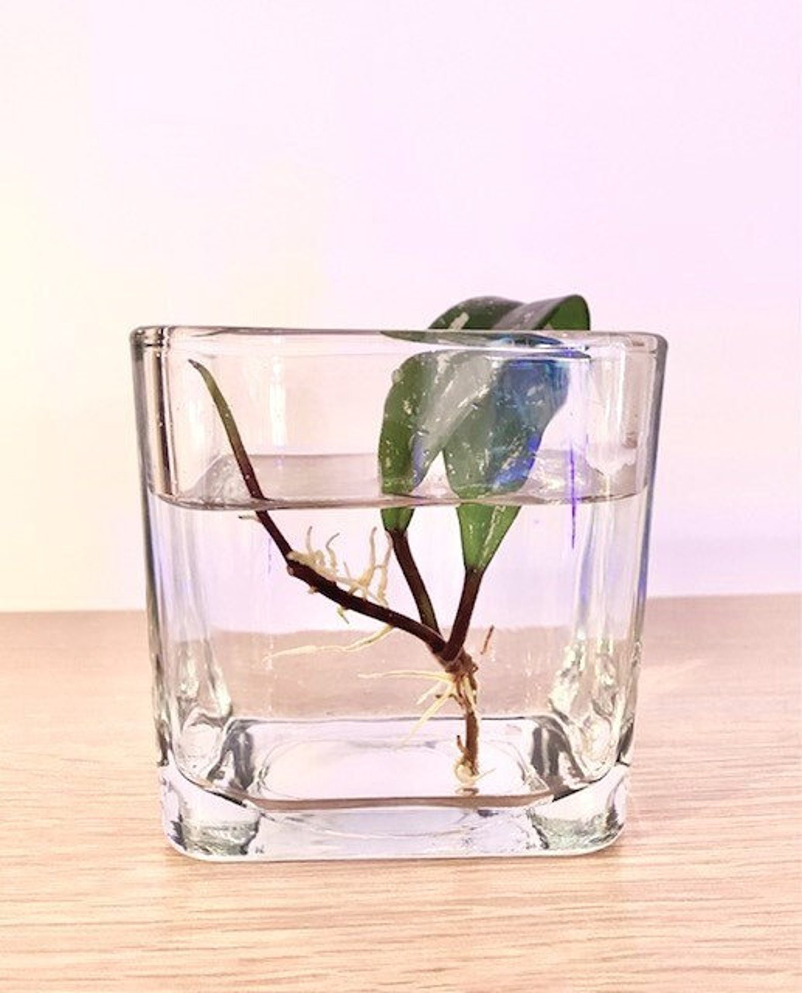 Square Glass Propagation Jar Vessel - Etsy