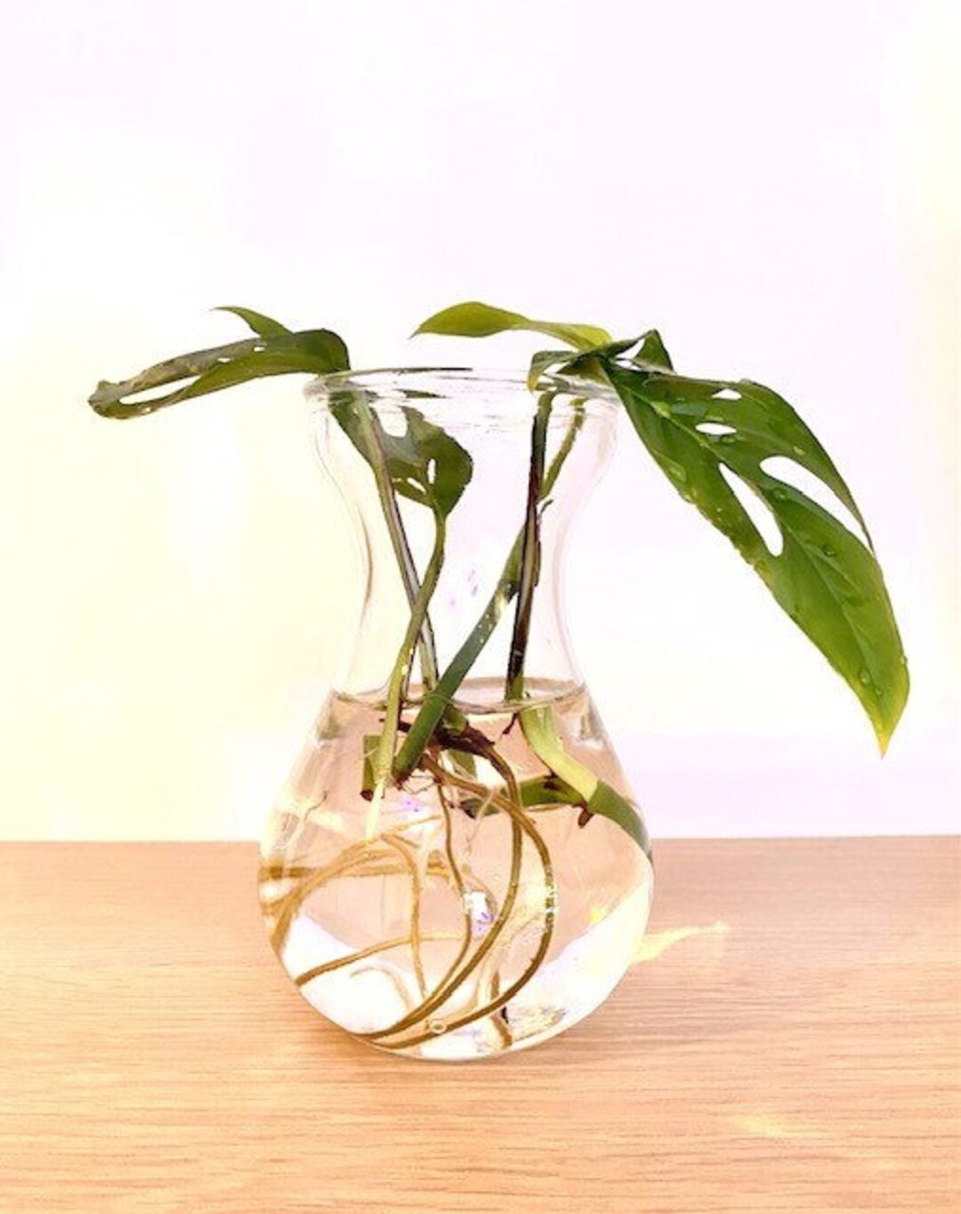 Bulb Vase Clear Glass Propagation Jar - Etsy