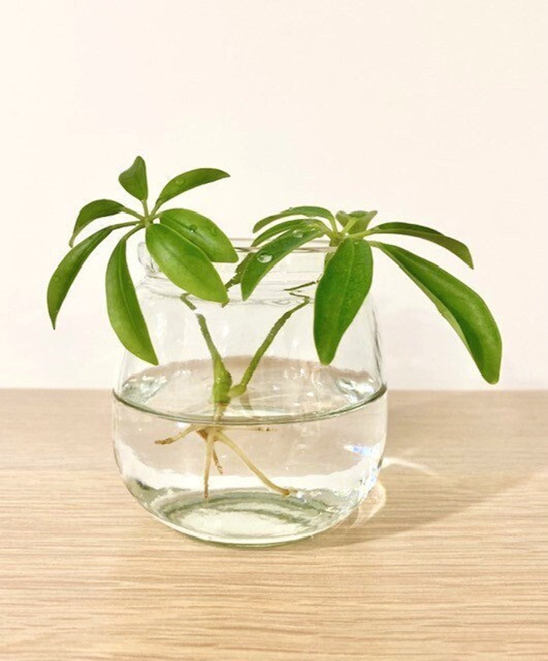 Round Clear Glass Propagation Jar Wide Mouth - Etsy