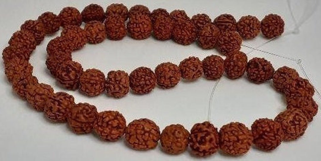 XL Beads in Eye of RUDRA - RUDRAKSHA (or Tears of Shiva) Natural Seed ...