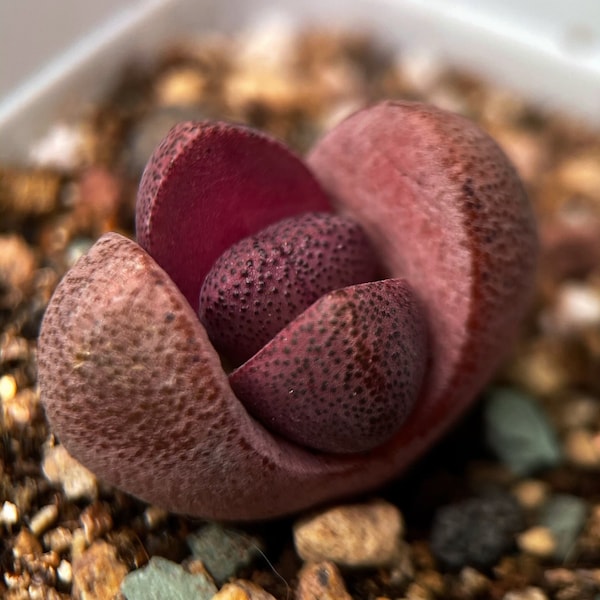 Lithops Live Real Plant - Etsy