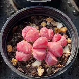 Live Ultra Rare Plant~ One Cluster ~ Lithops Cluster Optica Rubra C81A ...