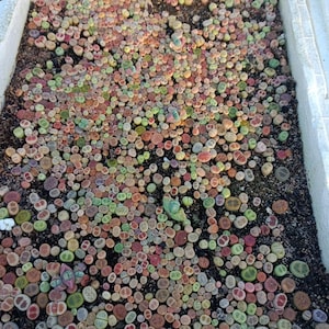 Live Plant-50/100-tiny Baby Lithops /living Stones/much Easer Than ...