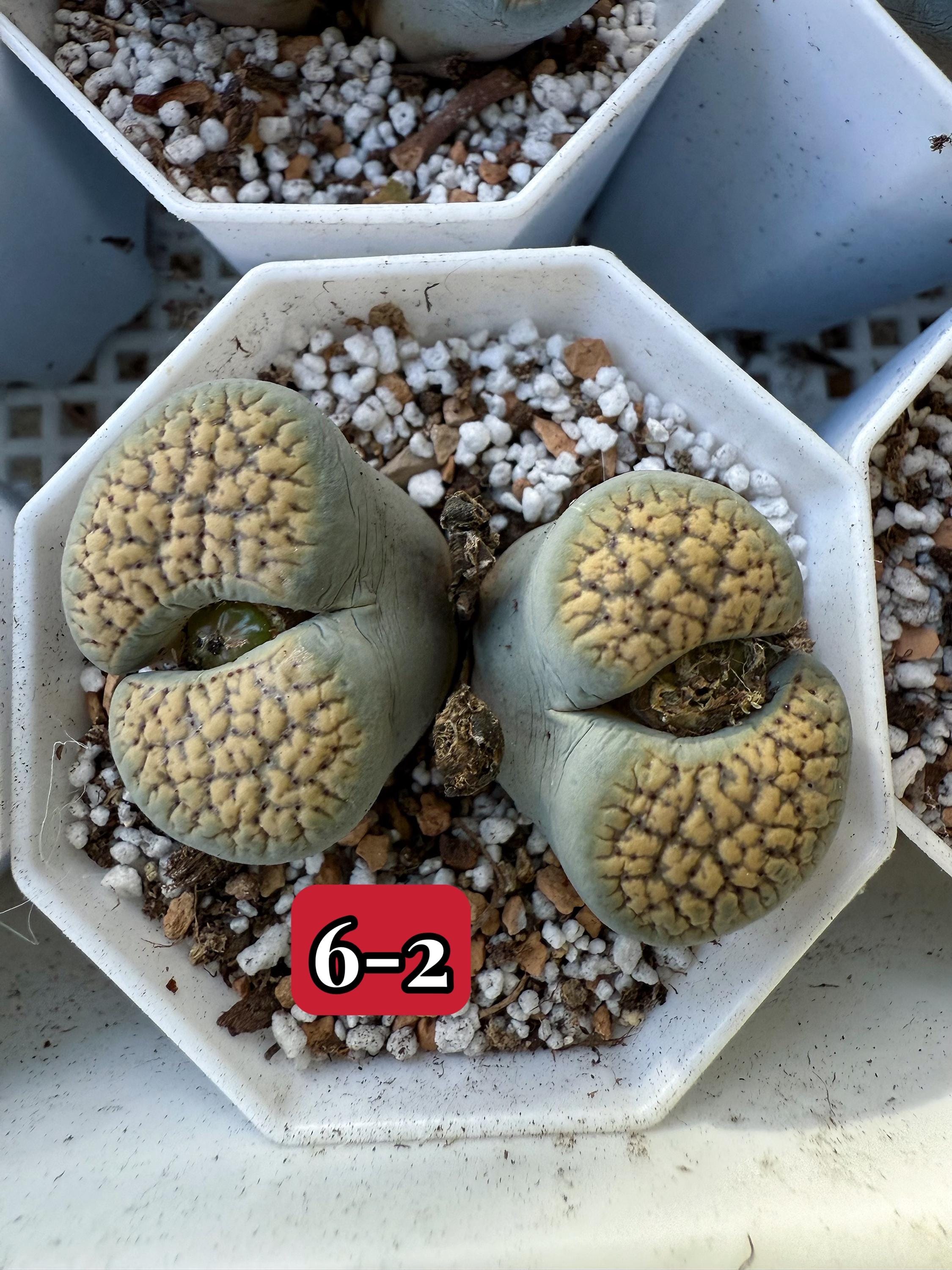 Ultra Rare Blue Plant/lithops Verruculosa C159/ Mother Double-head ...