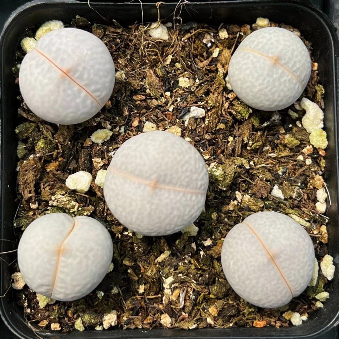 Dintheranthus Pole-evansii Golf Ball Rare Lithops Succulent 0.5/0.8 - Etsy