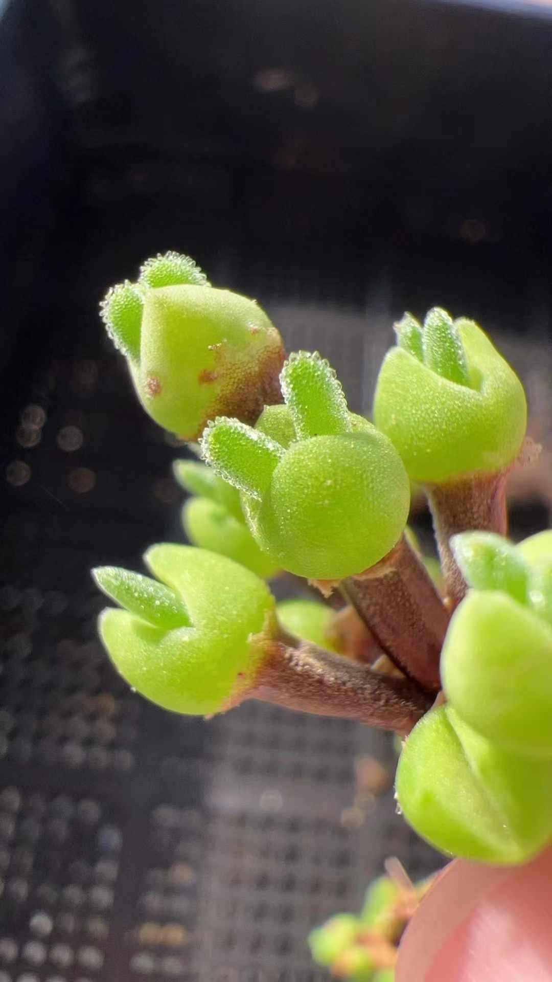 Live Plant-dicrocaulon Ramulosum Bunny Ear-like Leaves-cute Succulent ...