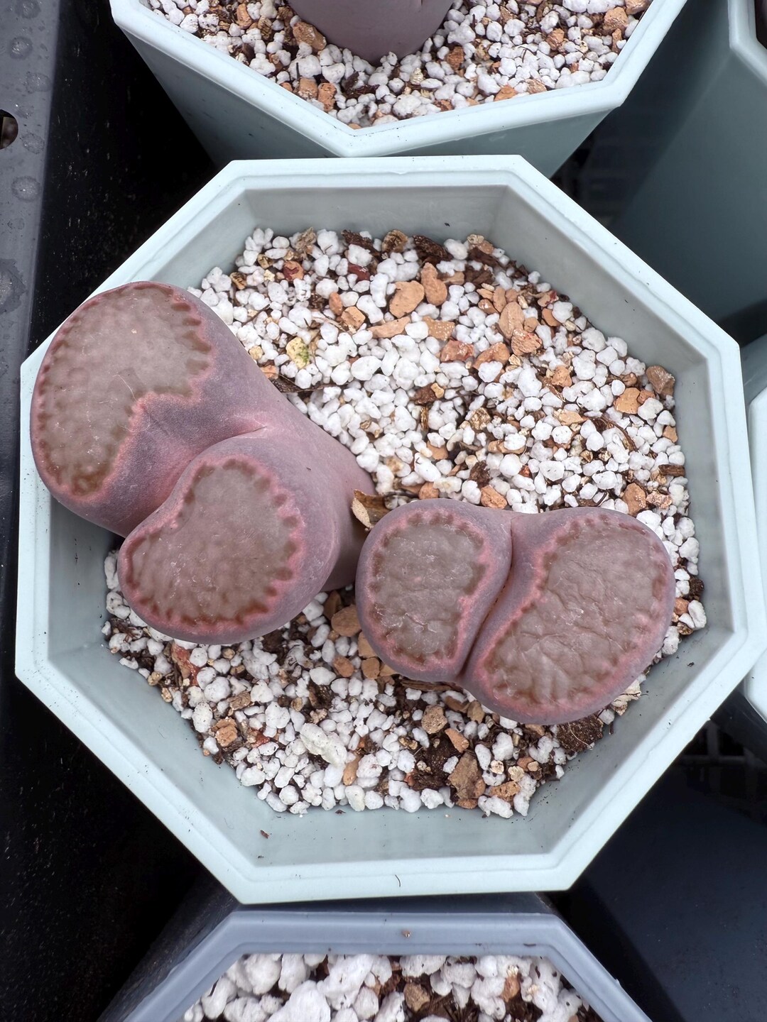 Live Plant |rare Lithops Purple 2-heads Cluster|cookie Shape Face ...
