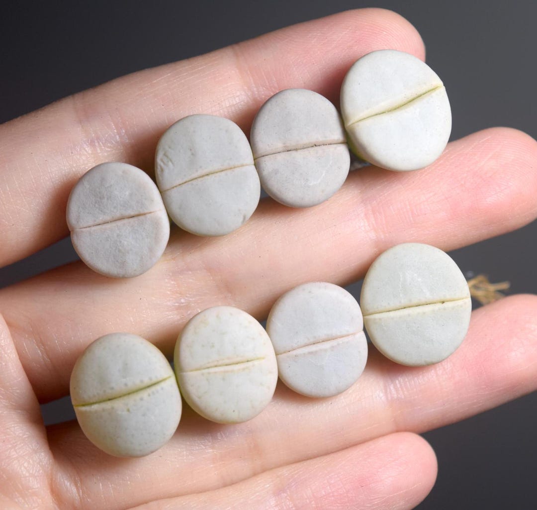 Live Plant Lithops Pseudotruncatella C244/white Plant/0.5 - Etsy