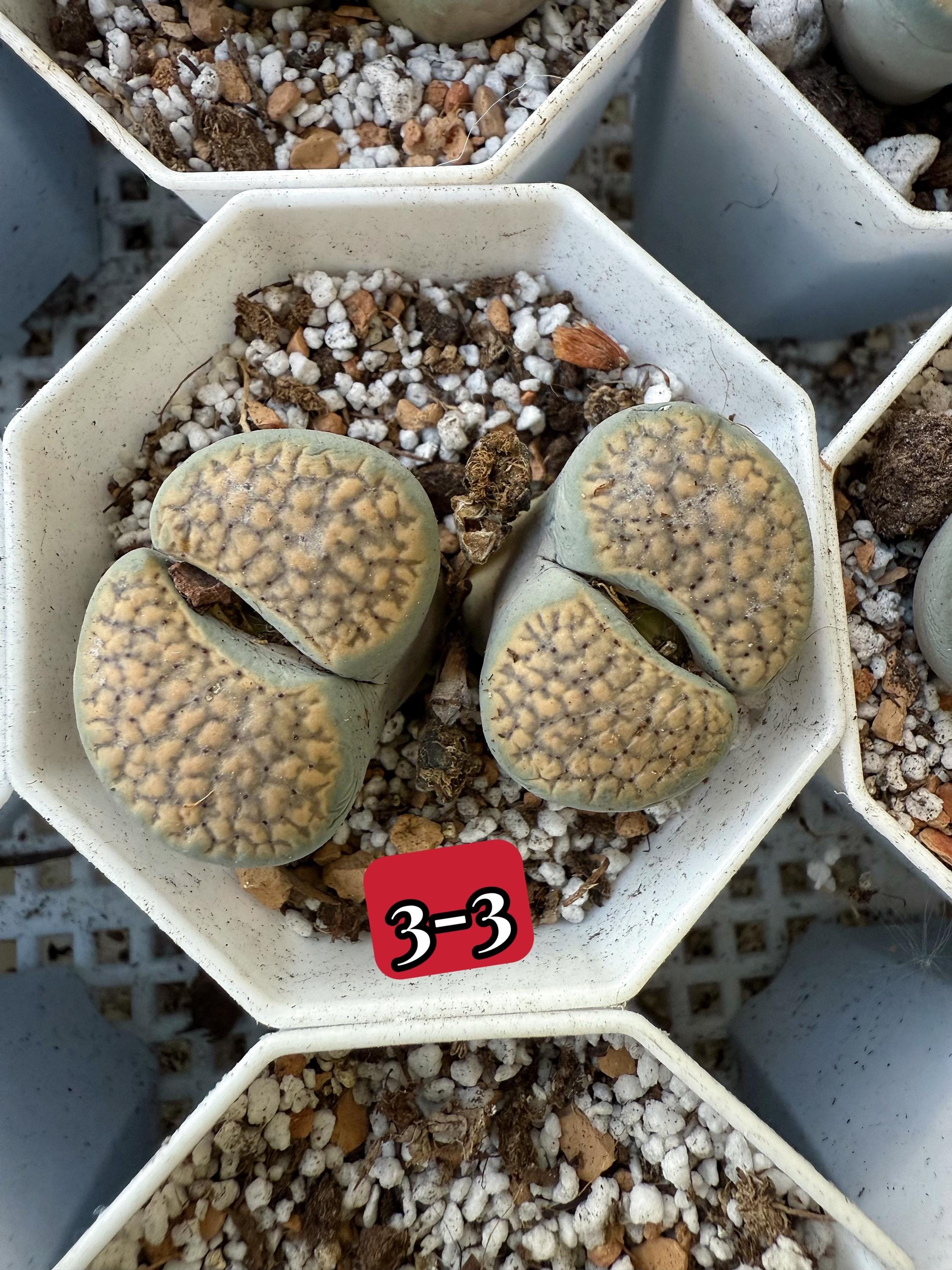 Ultra Rare Blue Plant/lithops Verruculosa C159/ Mother Double-head ...