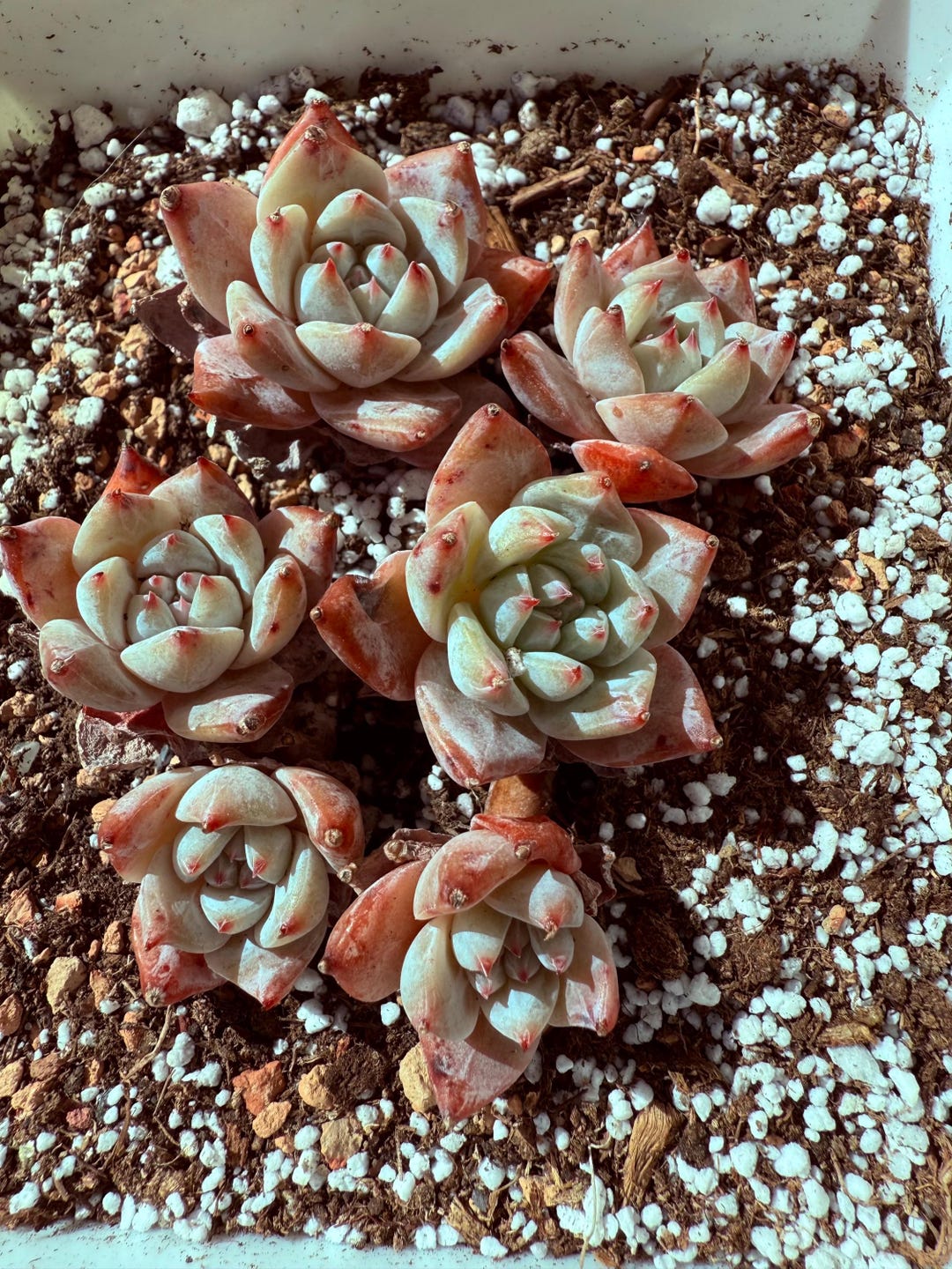 Rare Succulent - Echeveria Blue Bird Cluster- 4”pot - Etsy