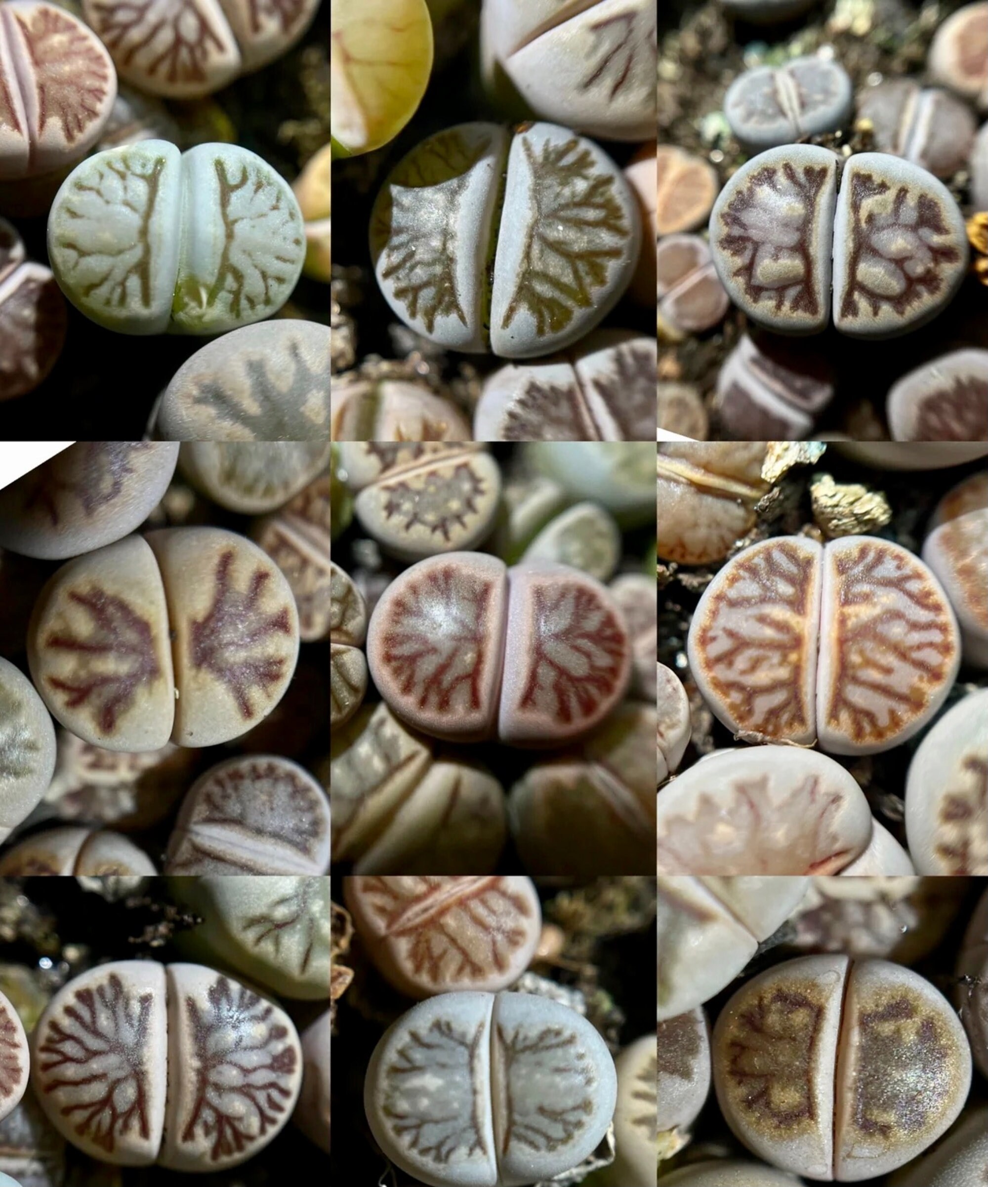 3/5 Lithops Julii Ssp. Fulleri 'kosogyoku'/very Unique - Etsy