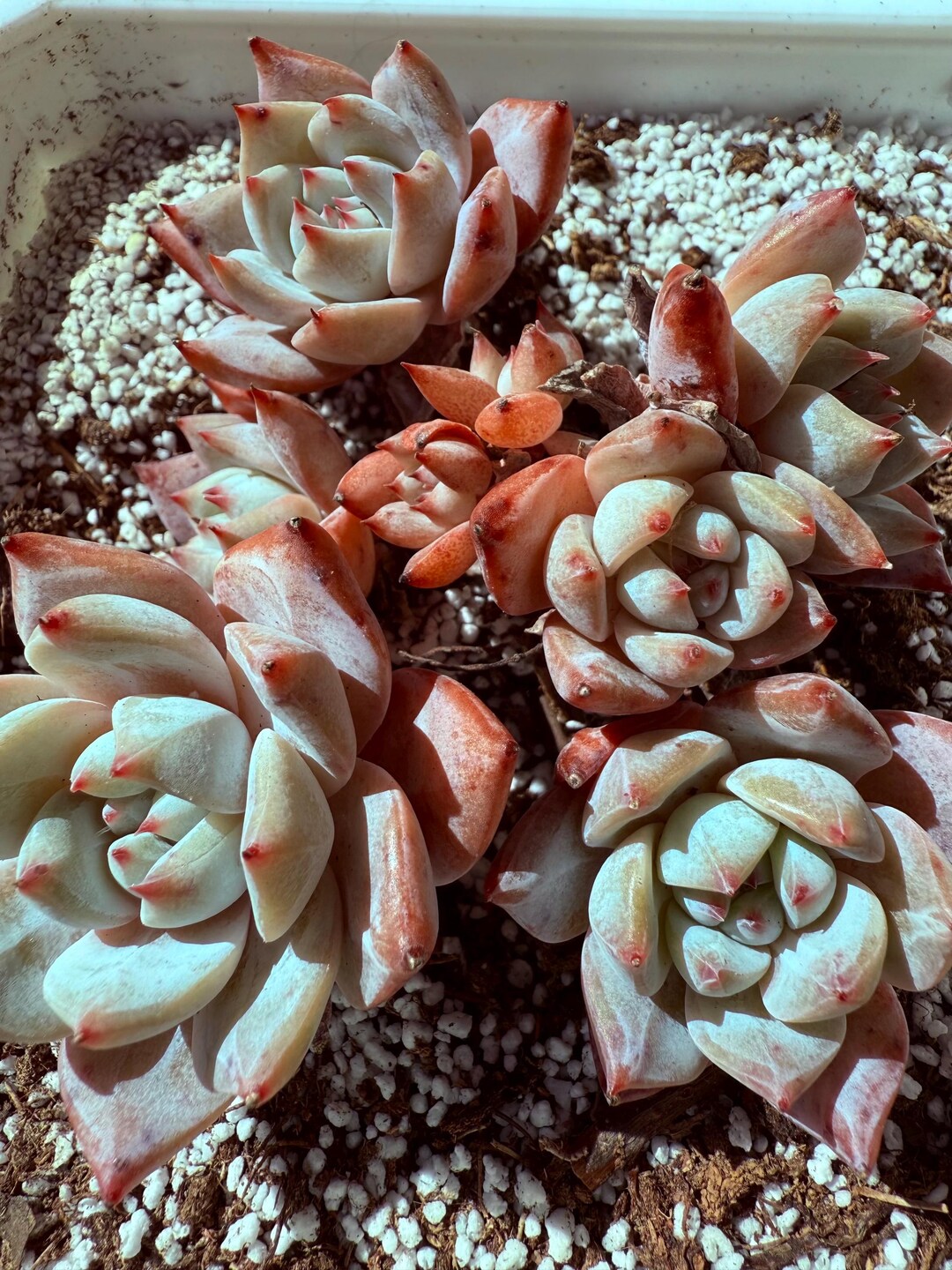 Rare Succulent - Echeveria Blue Bird Cluster- 4”pot - Etsy