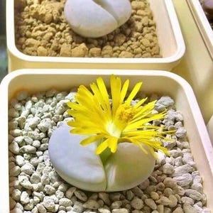 Live Plant Lithops Pseudotruncatella C244/white Plant/0.5 - Etsy