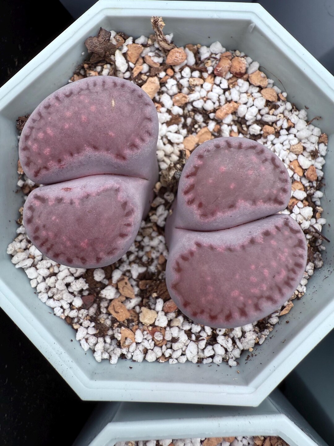 Live Plant |rare Lithops Purple 2-heads Cluster|cookie Shape Face ...