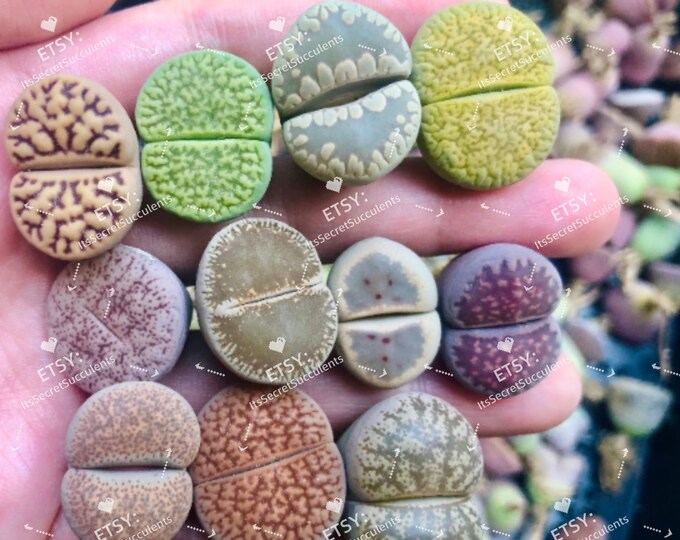 Limited Rare Lithop Succulent Gibbaeum Heathii / Lithops - Etsy