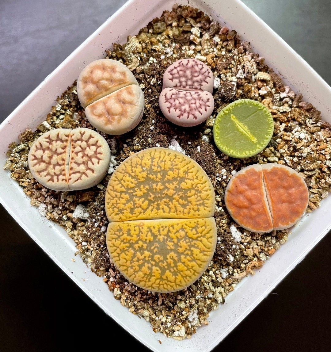 Live Plant- 1 Giant Head+5 MEDIUM Lithops- Rare- (pot Not Included） - Etsy
