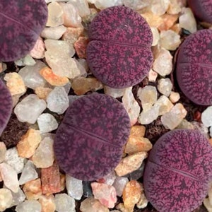 Live Plant - Lithops Fred’s Redhead/ Purple Succulent - Etsy