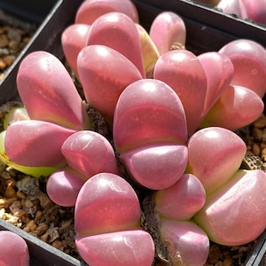 Live Ultra Rare Plant~ One Cluster ~ Lithops Cluster Optica Rubra C81A ...
