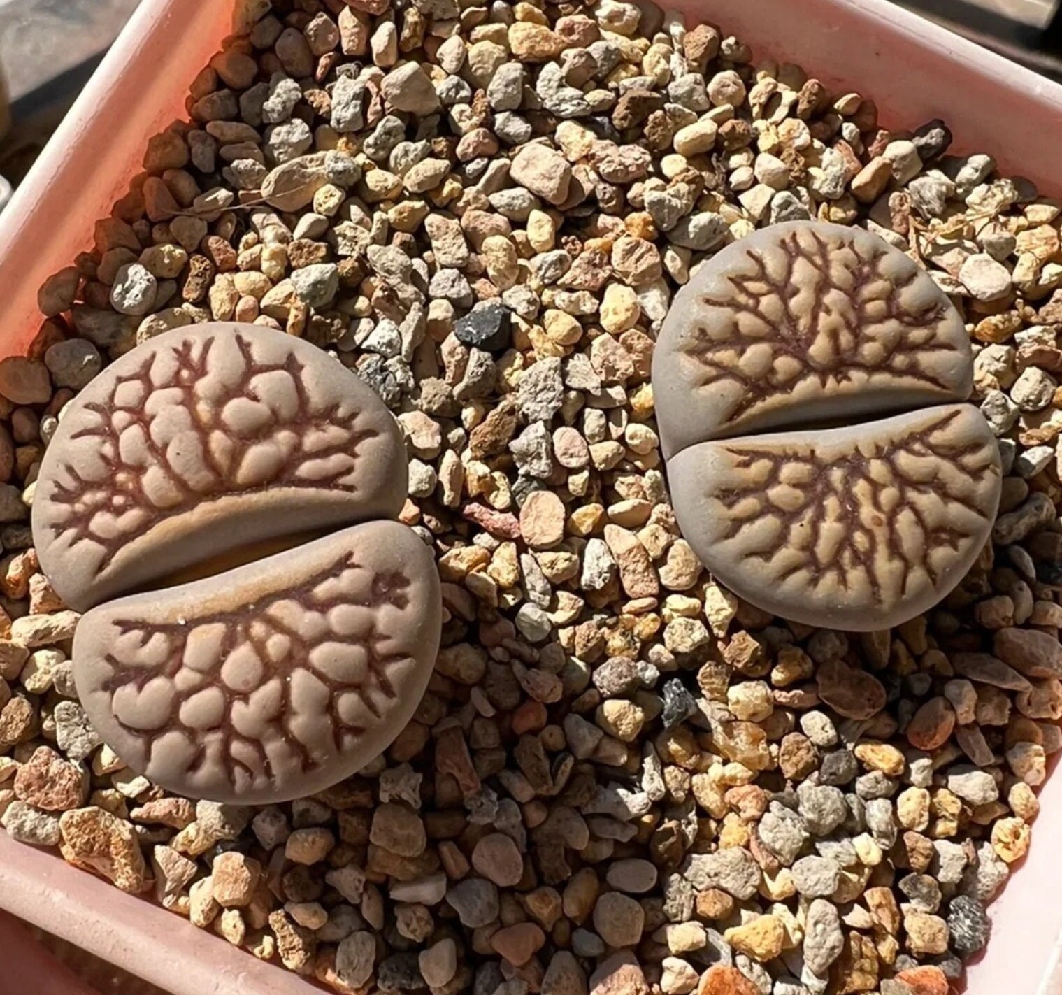 3/5 Lithops Julii Ssp. Fulleri 'kosogyoku'/very Unique - Etsy