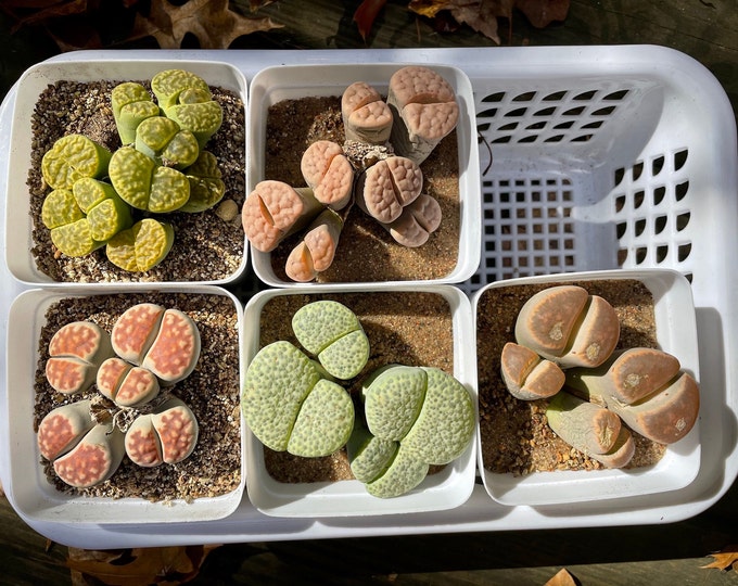 Lithops LARGE Cluster-extremely Rare/ Over 6 Years/ 2.7 Inches Pot ...