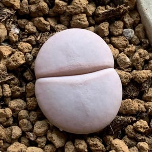 Live Plant Lithops Pseudotruncatella C244/white Plant/0.5 - Etsy